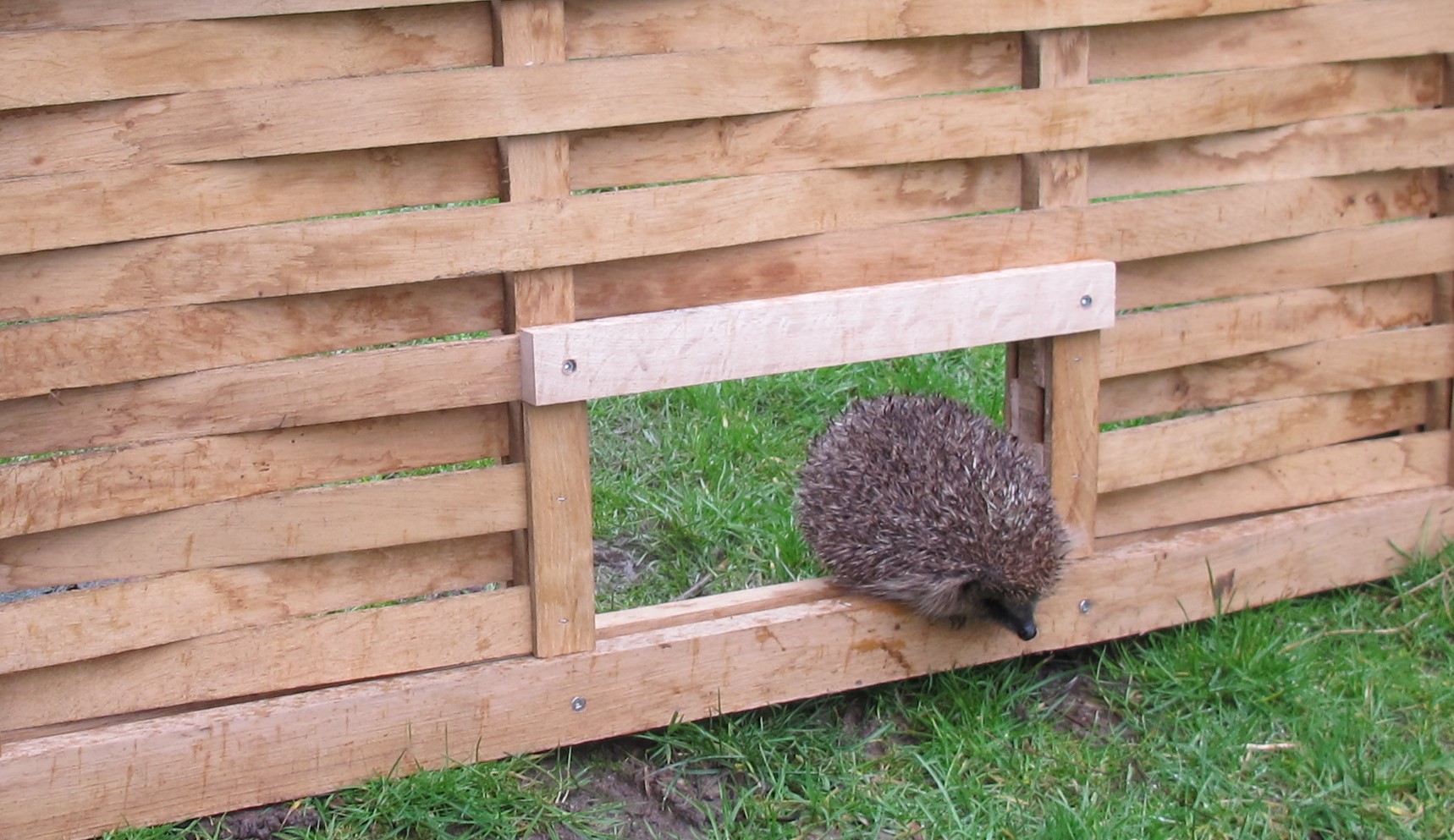 Hedgehog-friendly fencing - Hedgehog Street