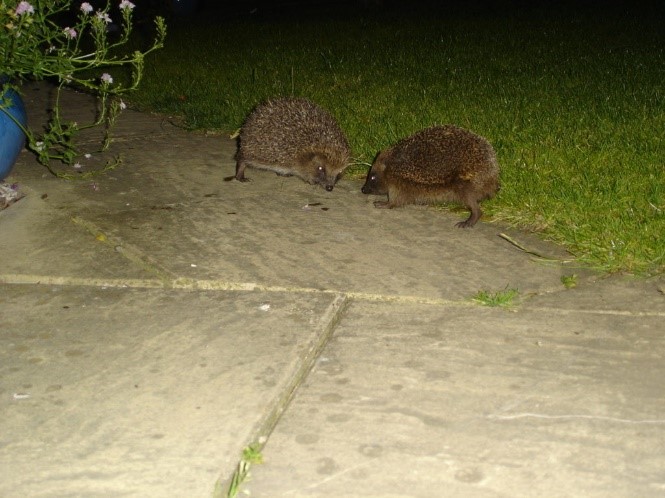 Hedgehogs After Dark: Fighting - Hedgehog Street