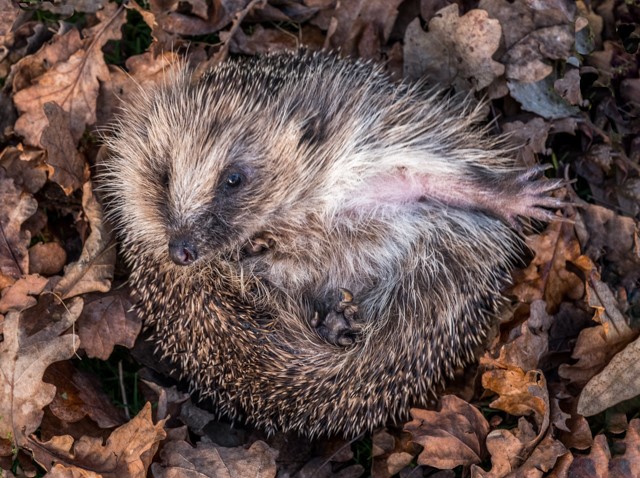 Hedgehogs After Dark: Grooming and self-anointing - Hedgehog Street