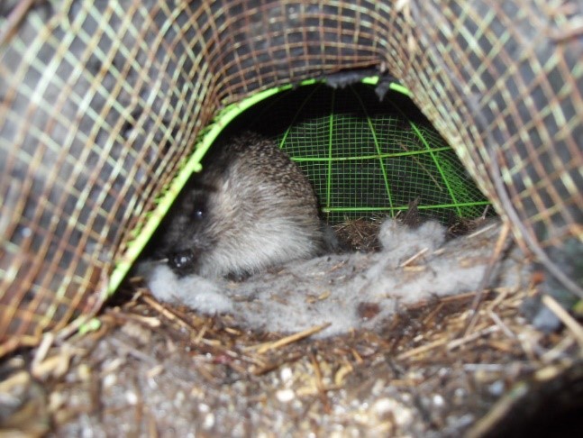 Hedgehogs After Dark: Nesting and gathering leaves - Hedgehog Street