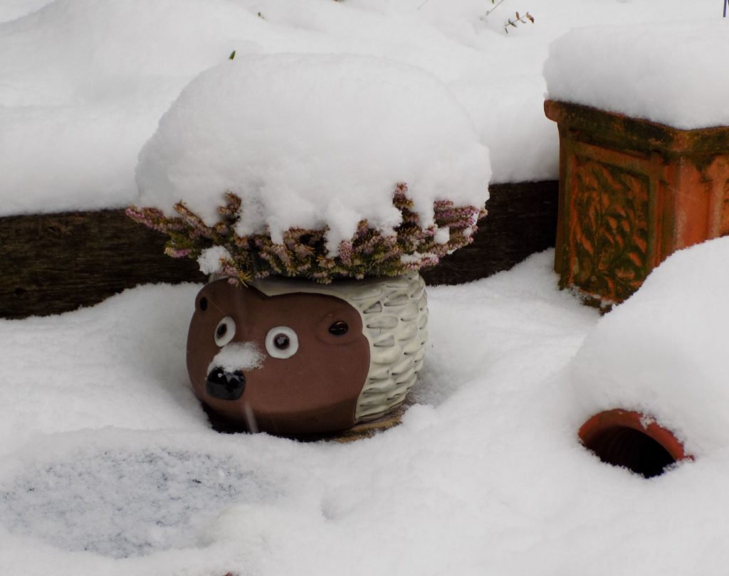 Frozen 003 - Hedgehog Street