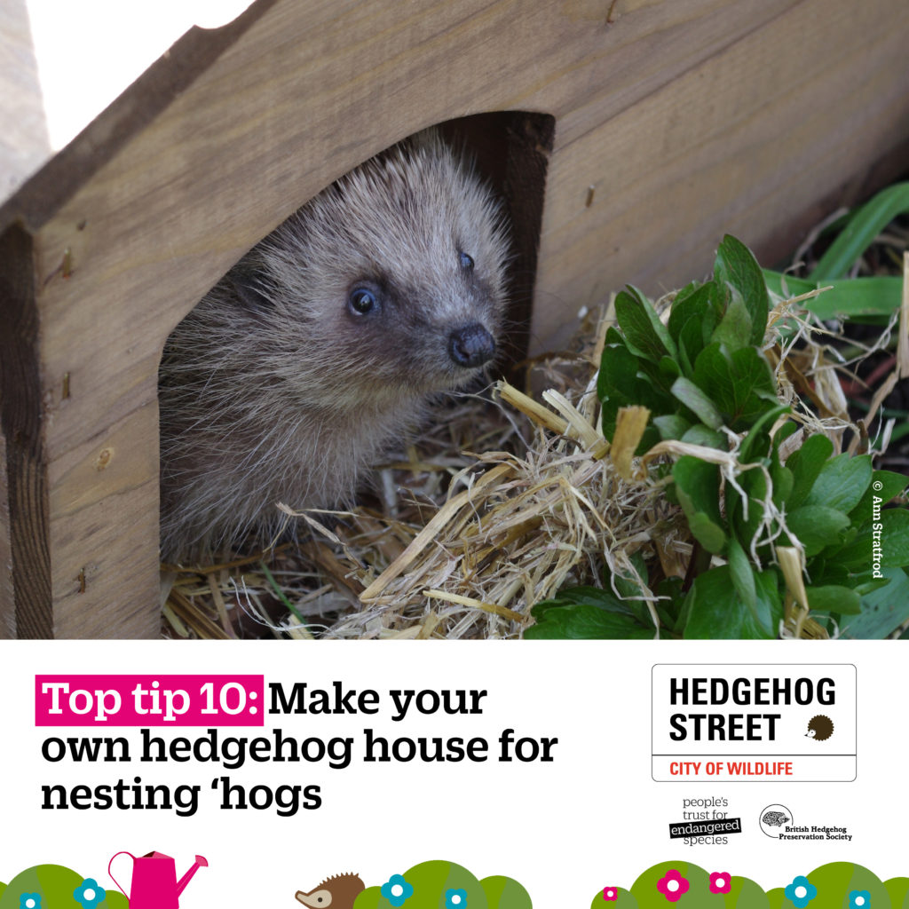 It's Hedgehog Awareness Week! - Hedgehog Street