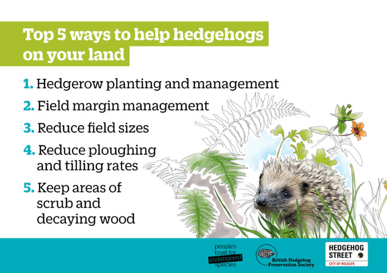How to help rural hedgehogs: free guide for farmers - Hedgehog Street