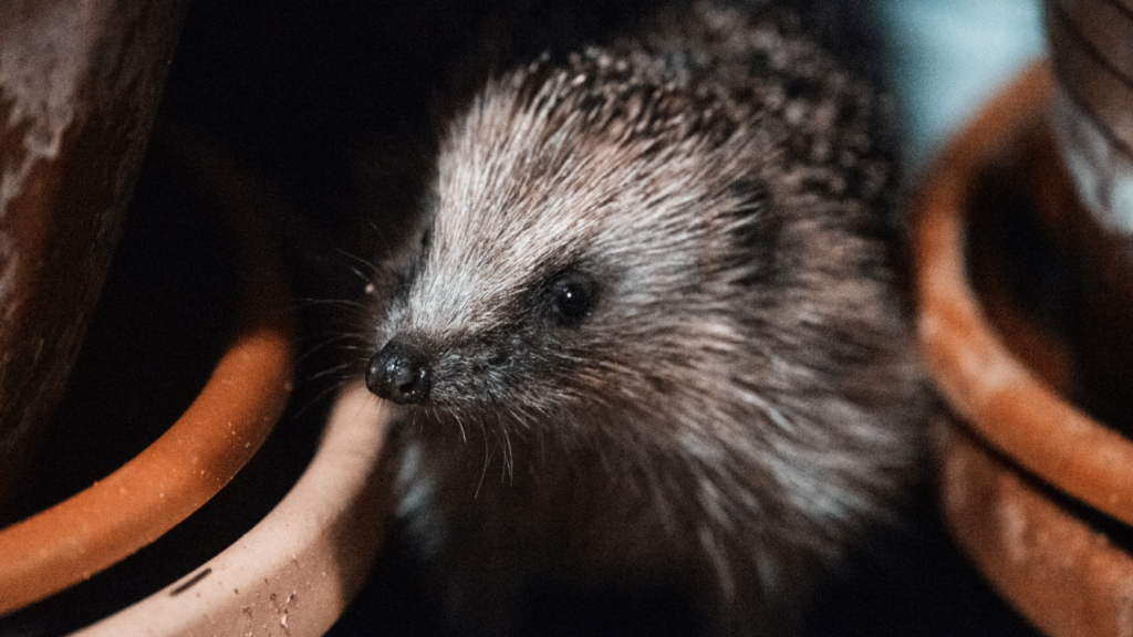 Curious Hedgehog - Hedgehog Street