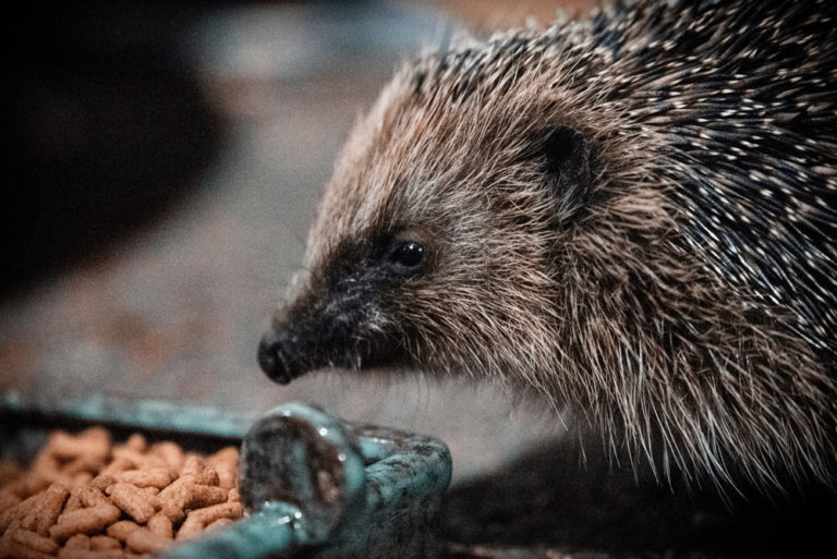 Hedgehog activities for schools - Hedgehog Street