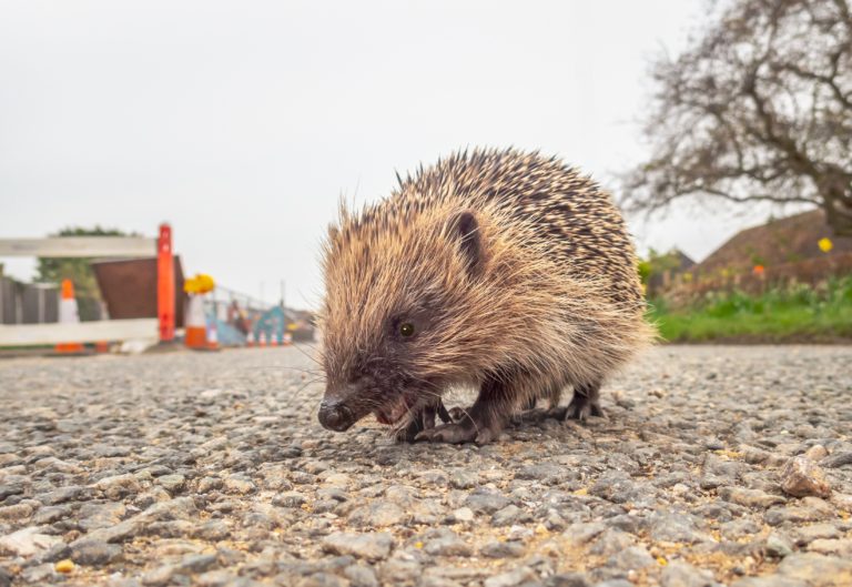Hedgehogs and development: free guide for developers - Hedgehog Street