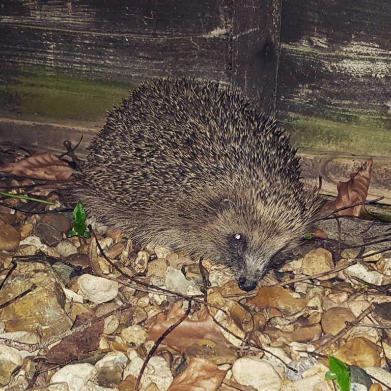 Henry The Hedgehog - Hedgehog Street