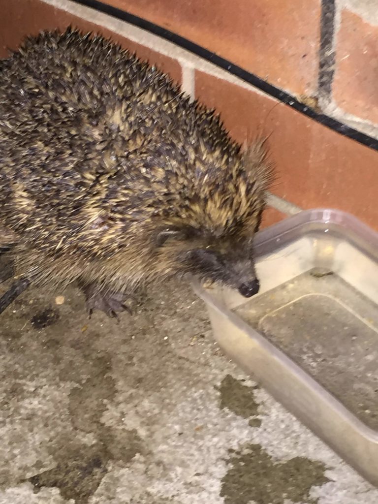 hedgy - Hedgehog Street