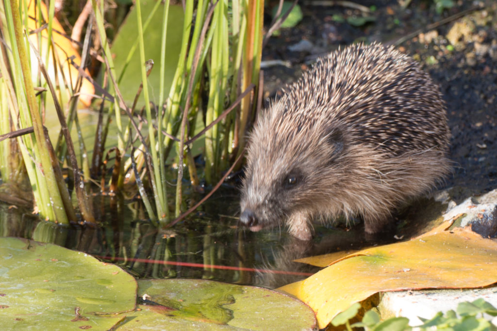 Tiny Hedgehog at pond - Hedgehog Street