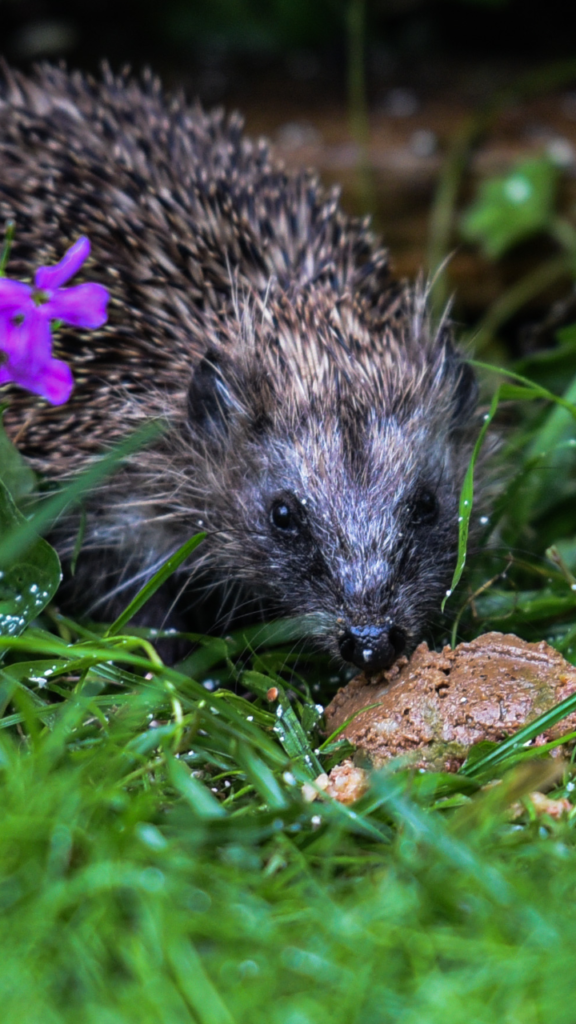 Hog flower 1 - Hedgehog Street
