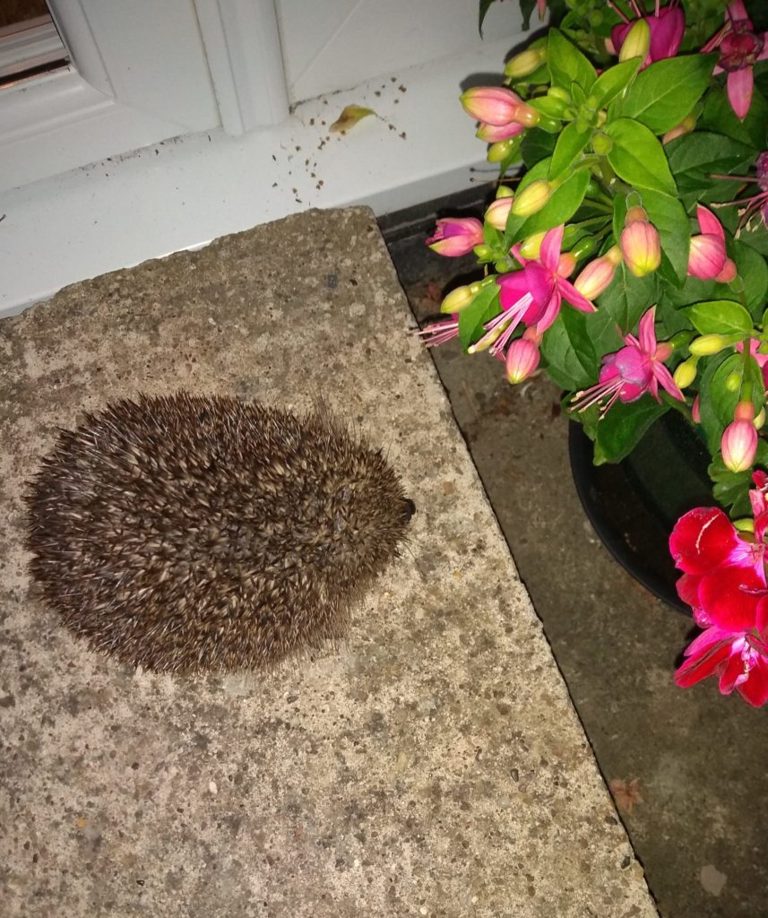 Celia Wood 2 - Hedgehog Street