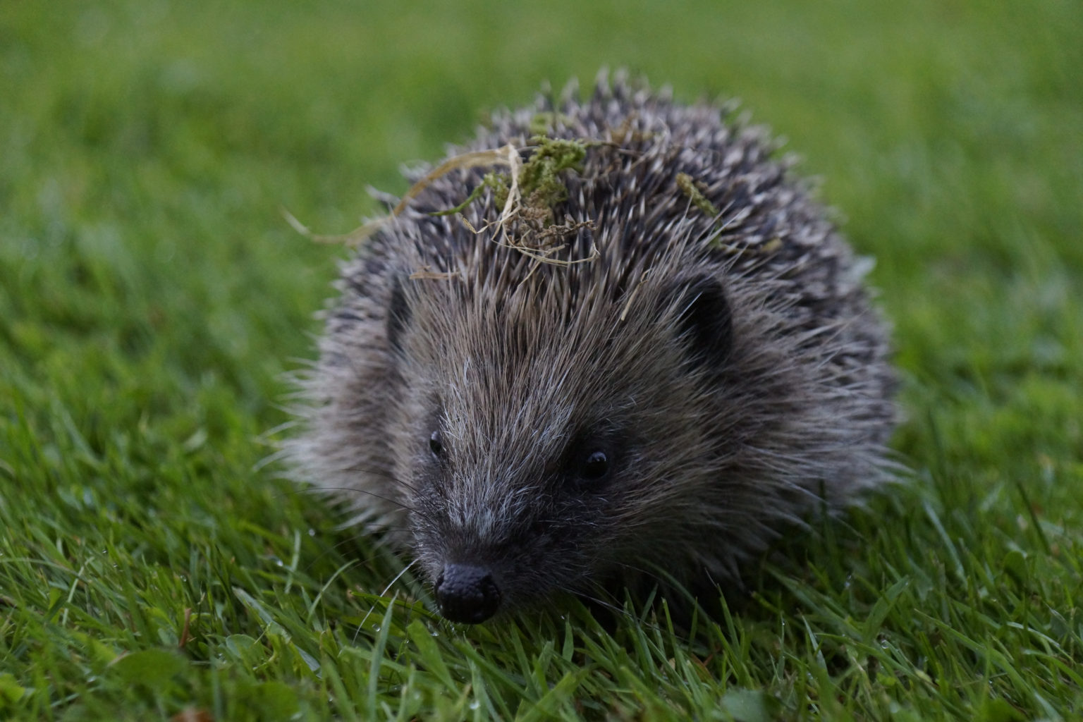 It's World Wildlife Day! - Hedgehog Street