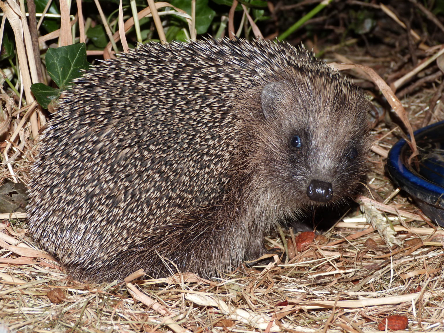 Hedgehog biology - Hedgehog Street