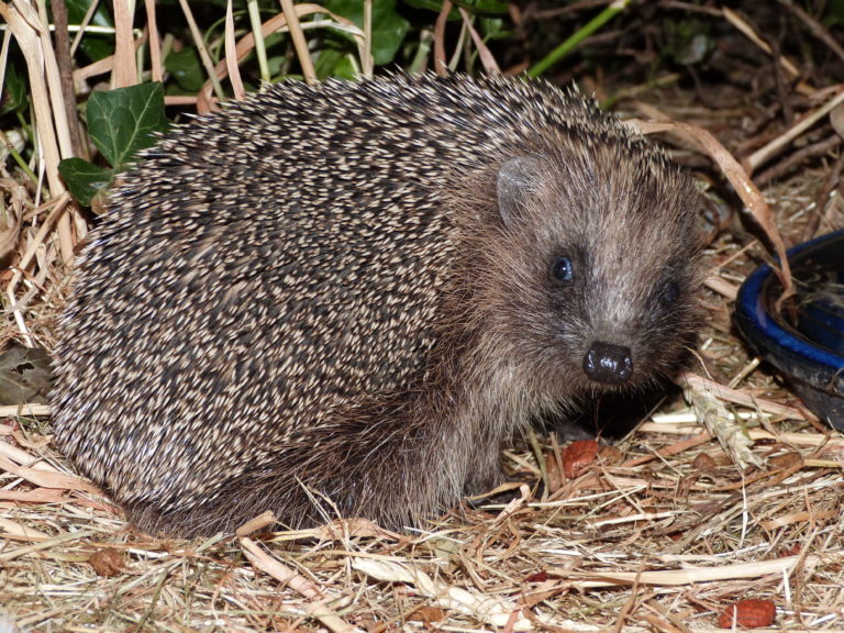 Hedgehog biology - Hedgehog Street