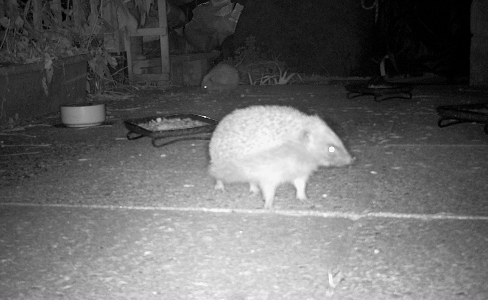 Hedgehog biology - Hedgehog Street