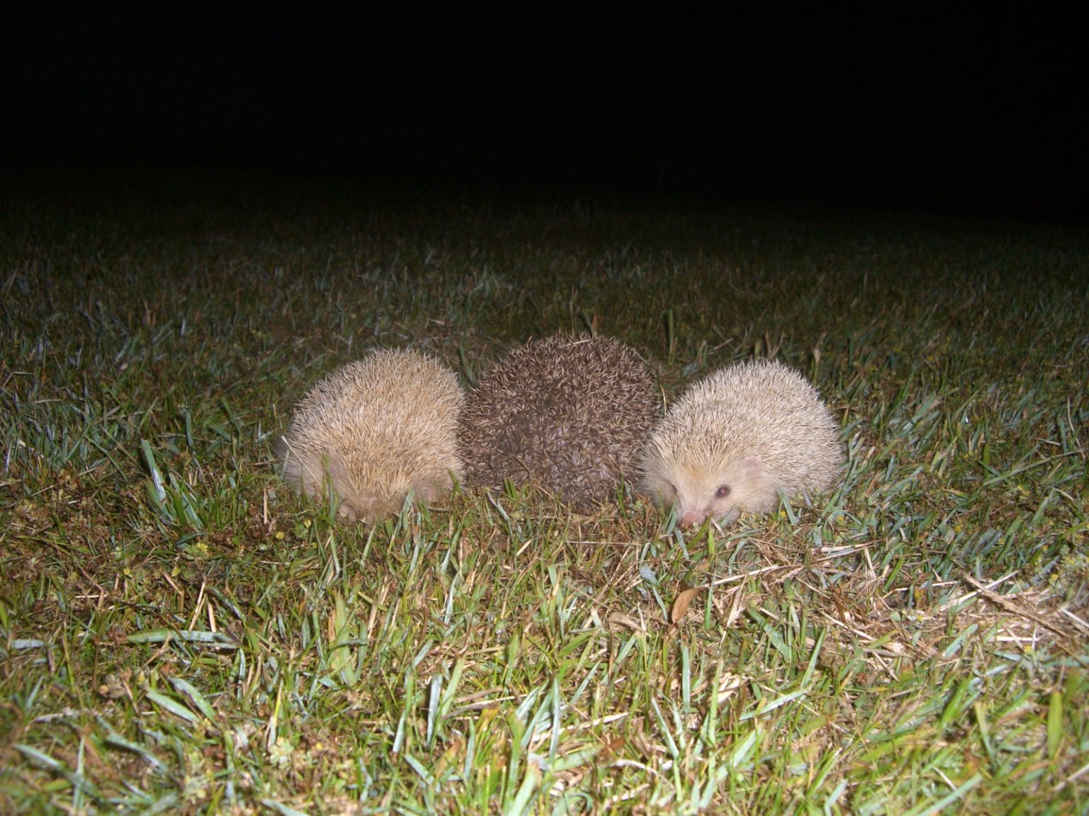 Hedgehog biology - Hedgehog Street