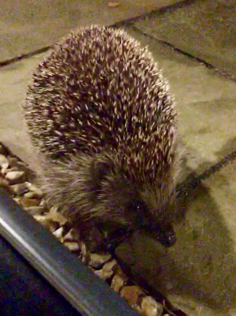 Helen Rea - Hedgehog Street