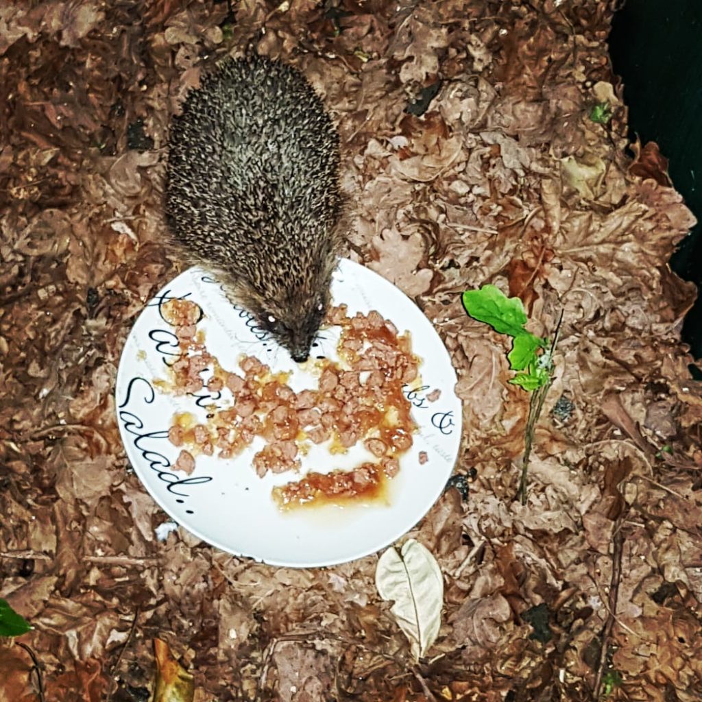 Tracy Bacon - Hedgehog Street