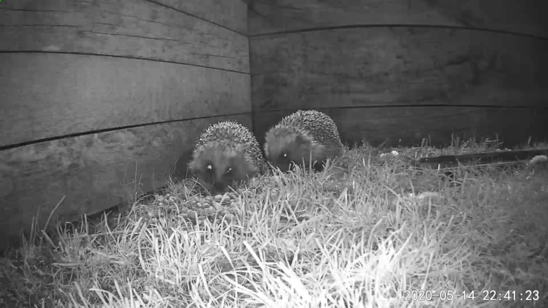 Wildlife cameras - Hedgehog Street