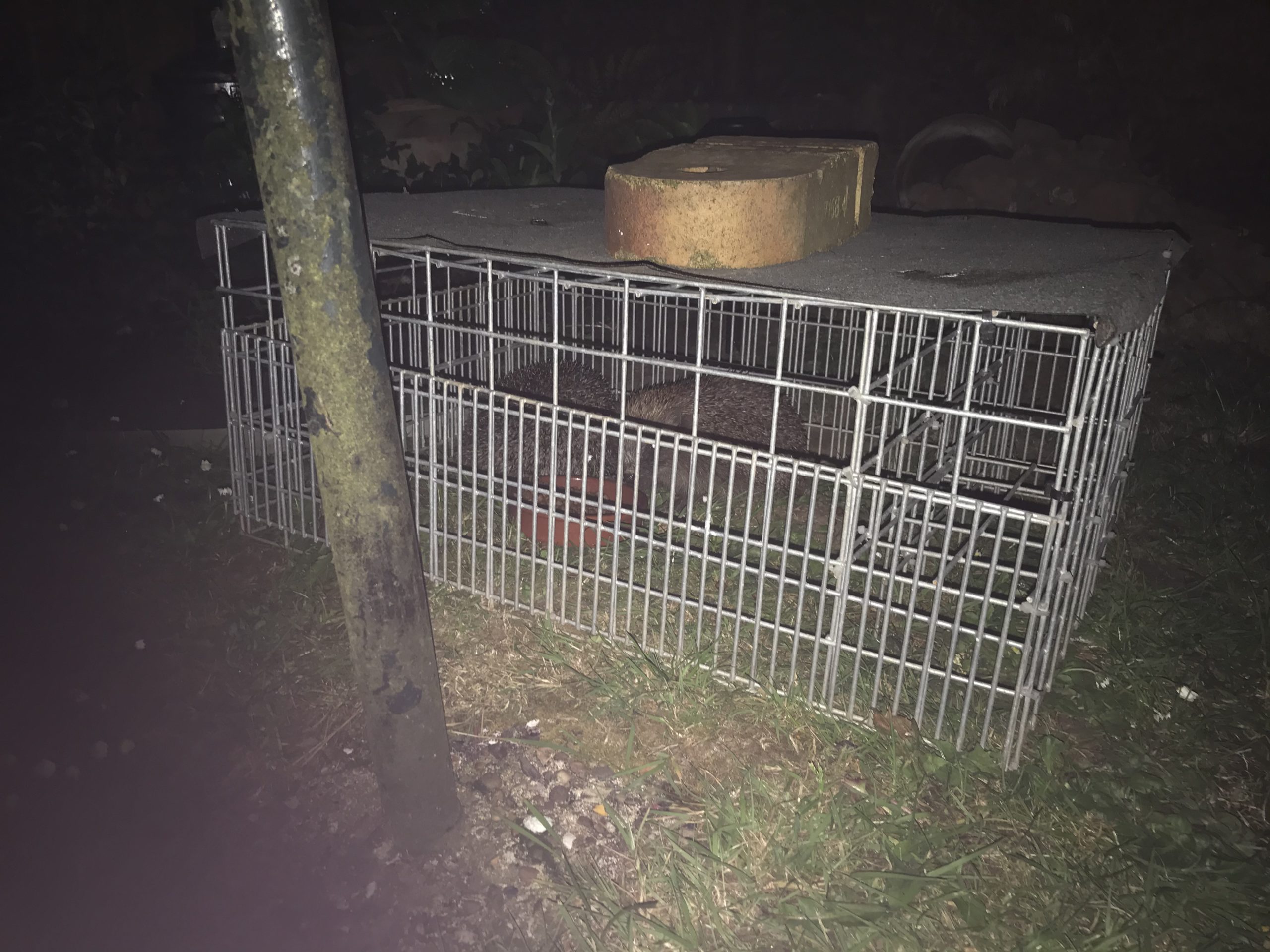 Howard Thomas - Hedgehog Street