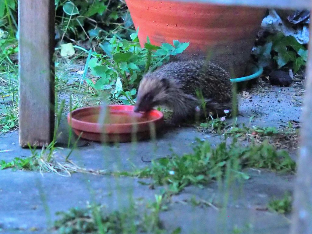 Richard Bain - Hedgehog Street