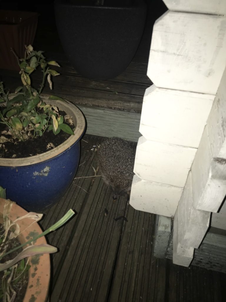 Sally Cartwright - Hedgehog Street