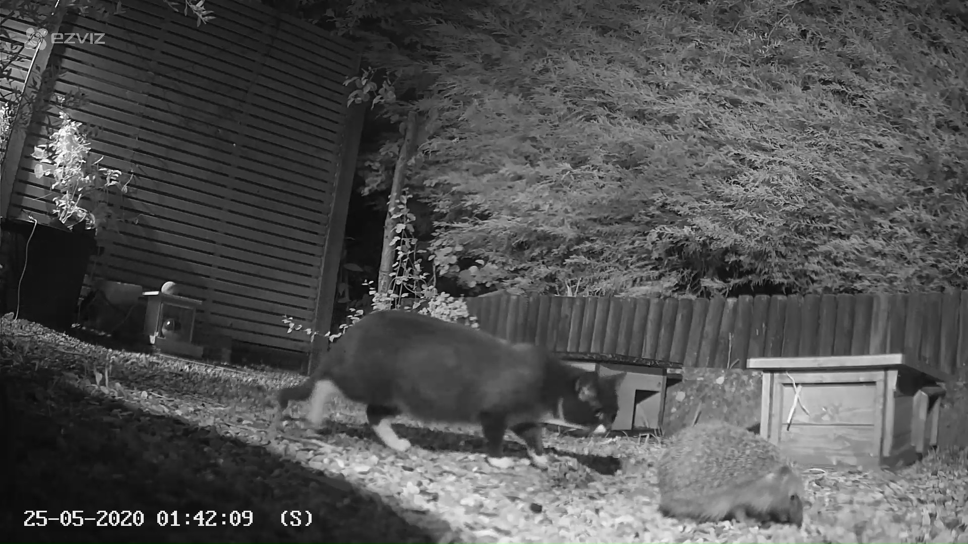 Sian Chambers - Hedgehog Street