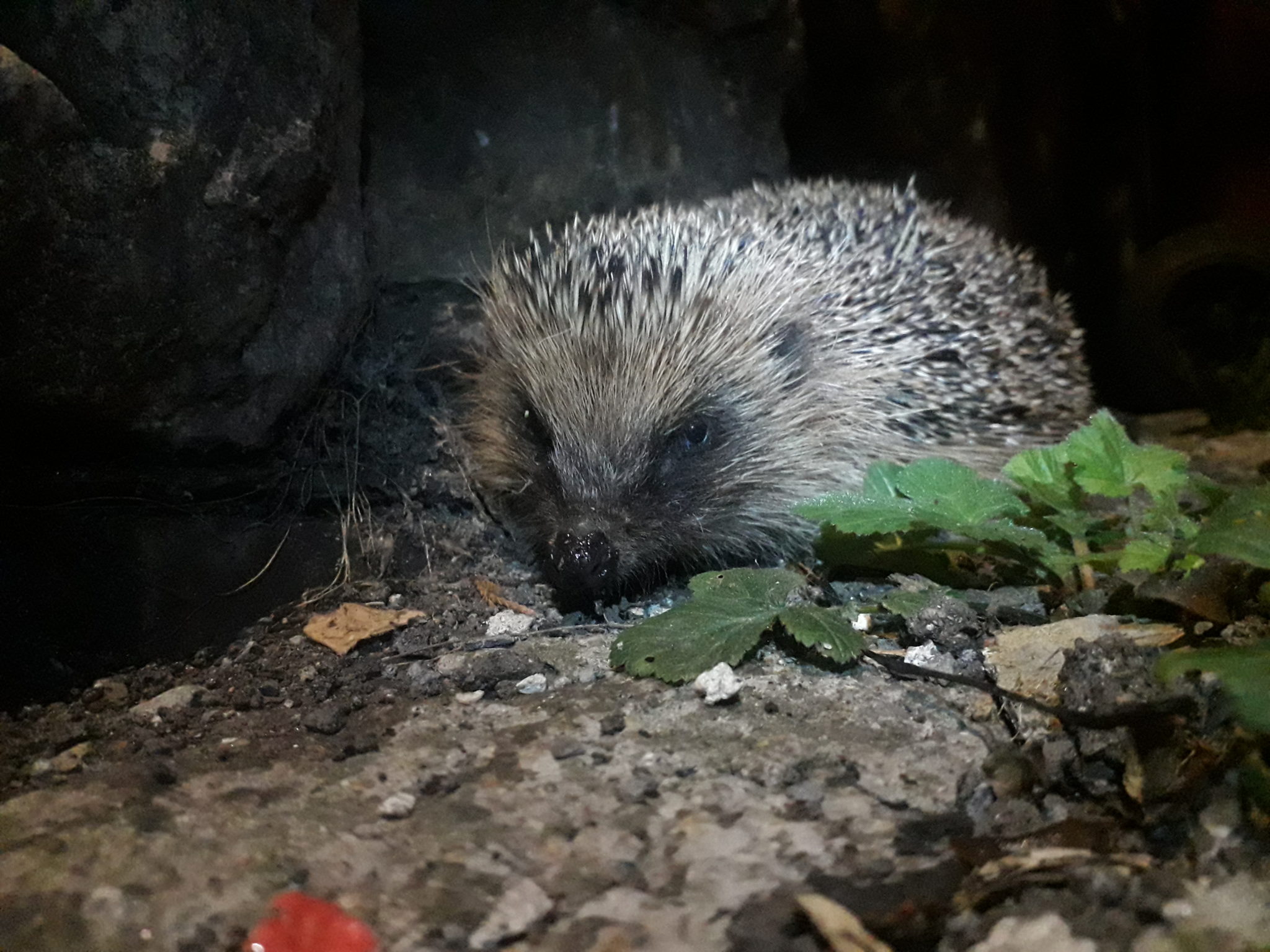 Hedgehogs After Dark: Fighting - Hedgehog Street