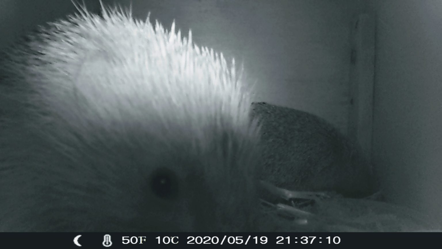 Geoff Pugsley - Hedgehog Street
