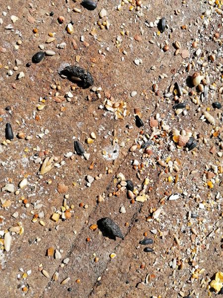 Hedgehog poop on patio 24062020 Cheltenham - Hedgehog Street