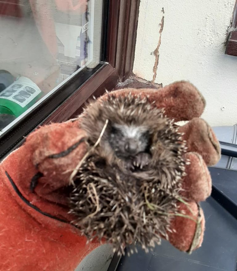 Hoglet - Hedgehog Street