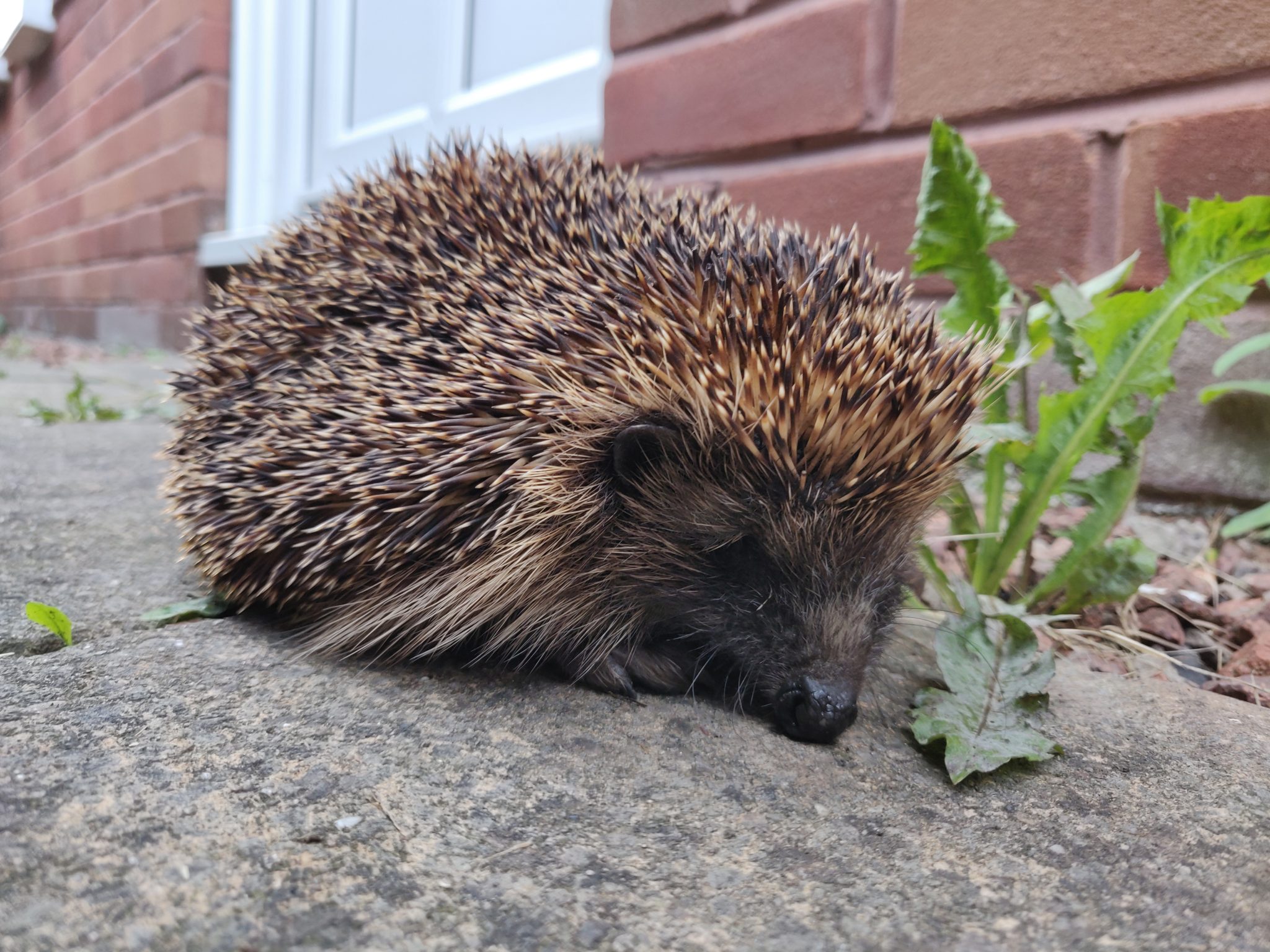 New petition launched to increase legal protection for hedgehogs ...