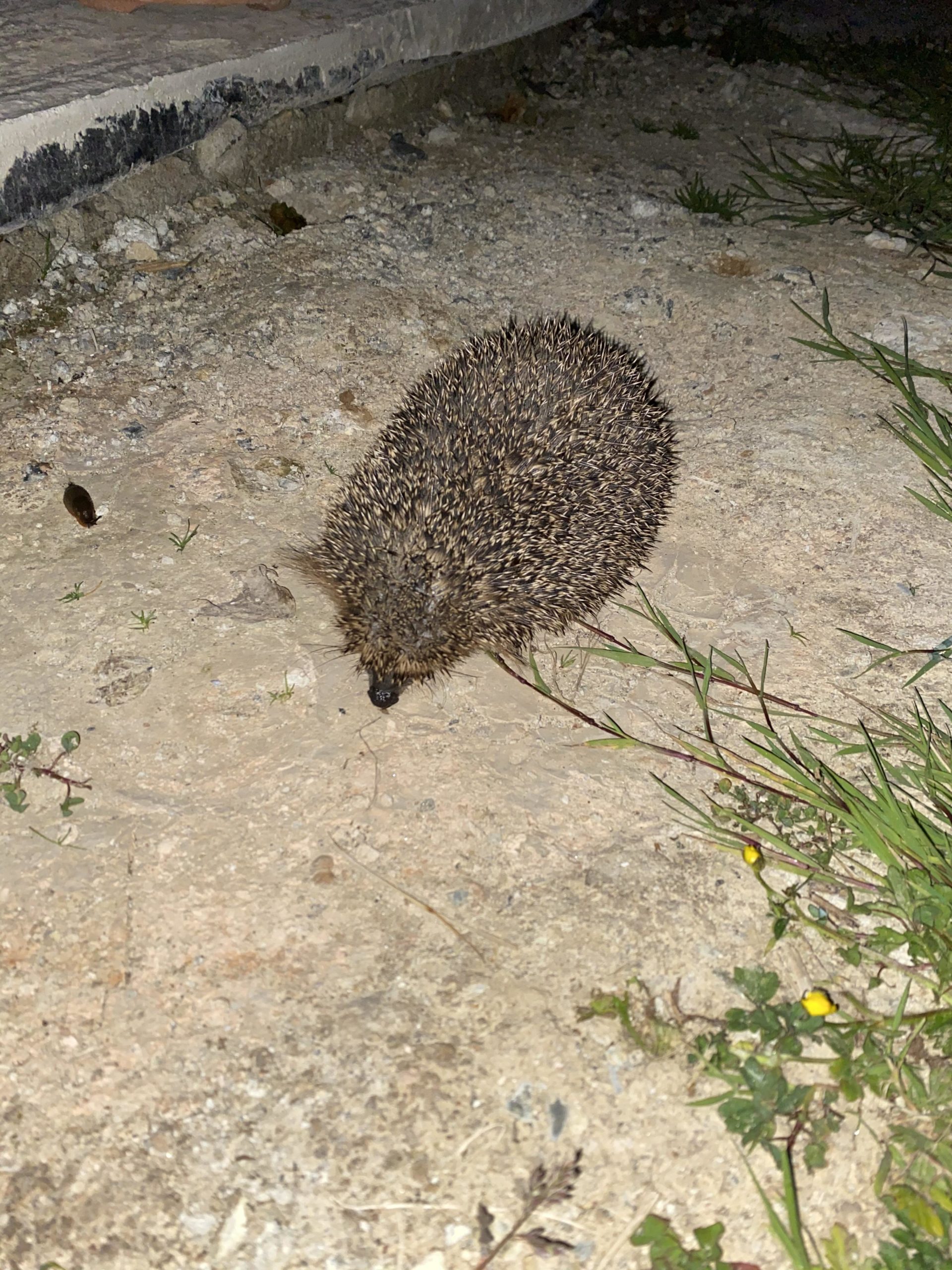 Nathan yelland 29th May 2020 - Hedgehog Street