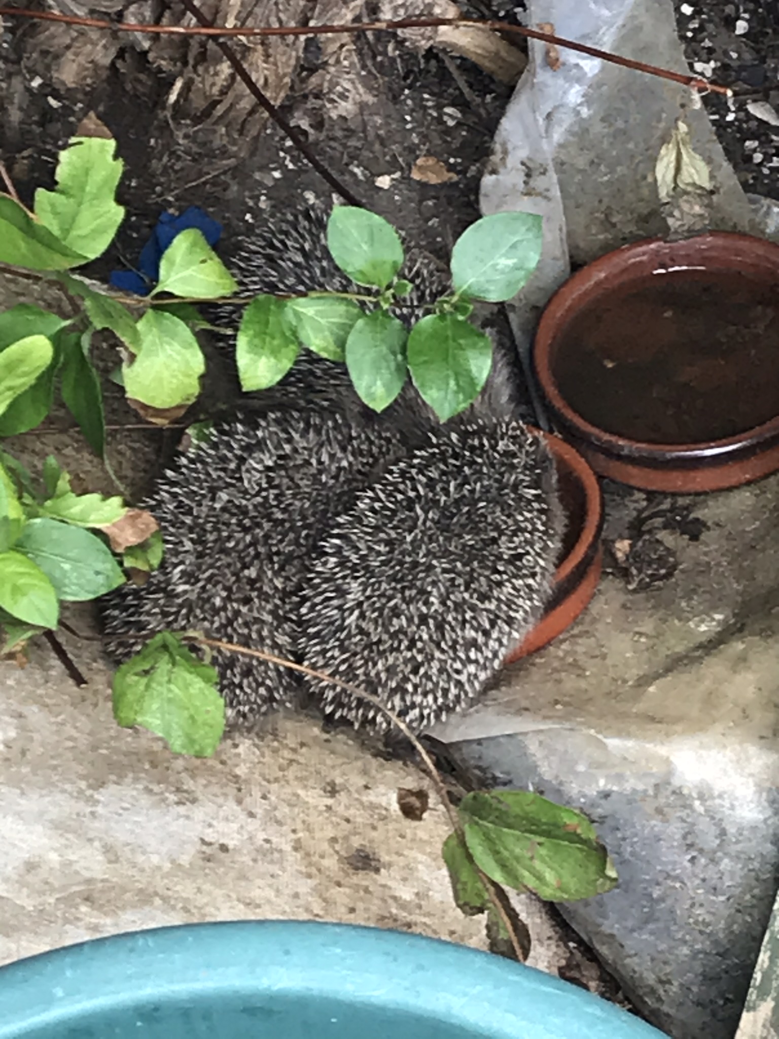 Alice July 2020 - Hedgehog Street