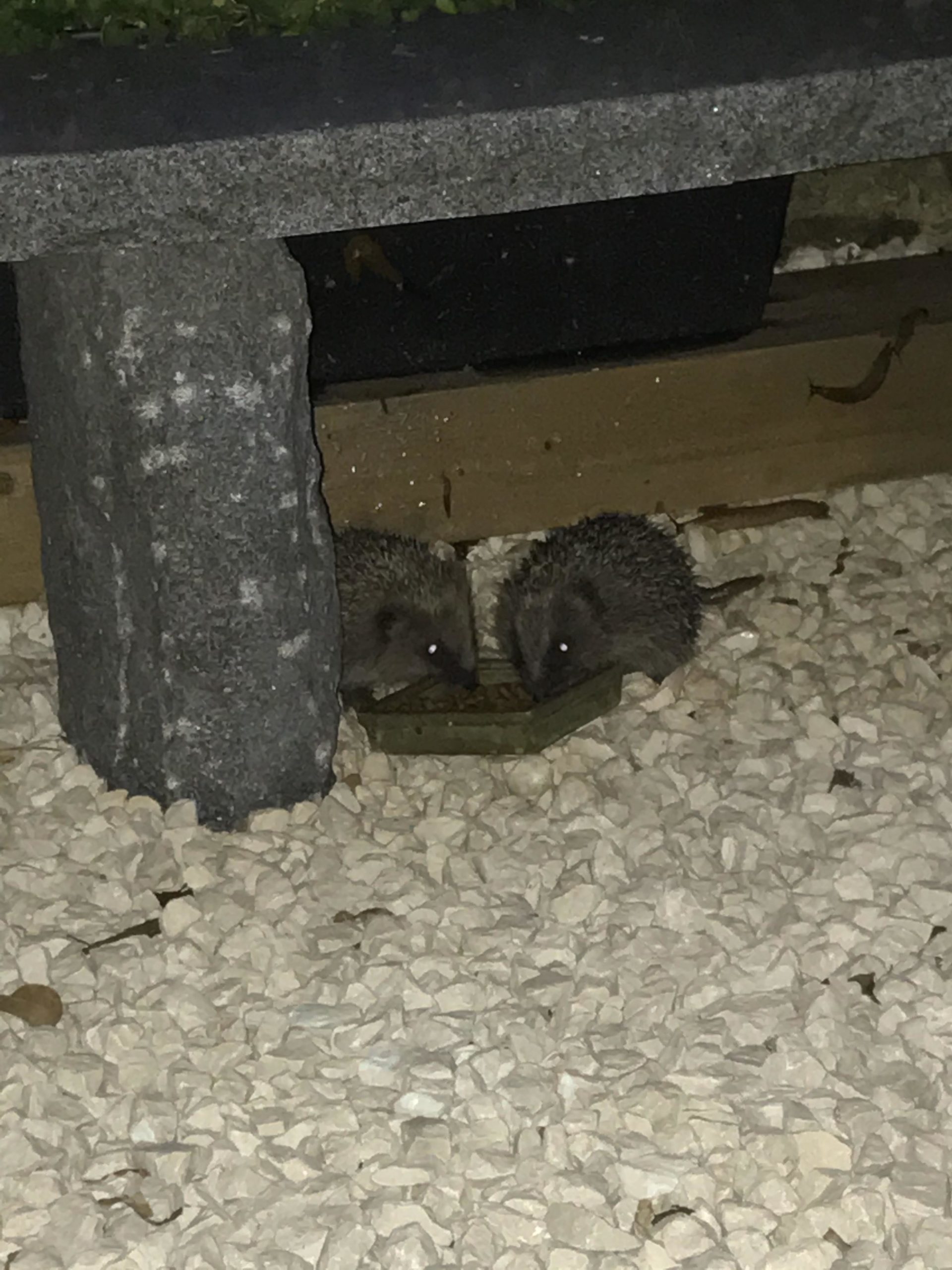 Andy Wilkinson - Hedgehog Street