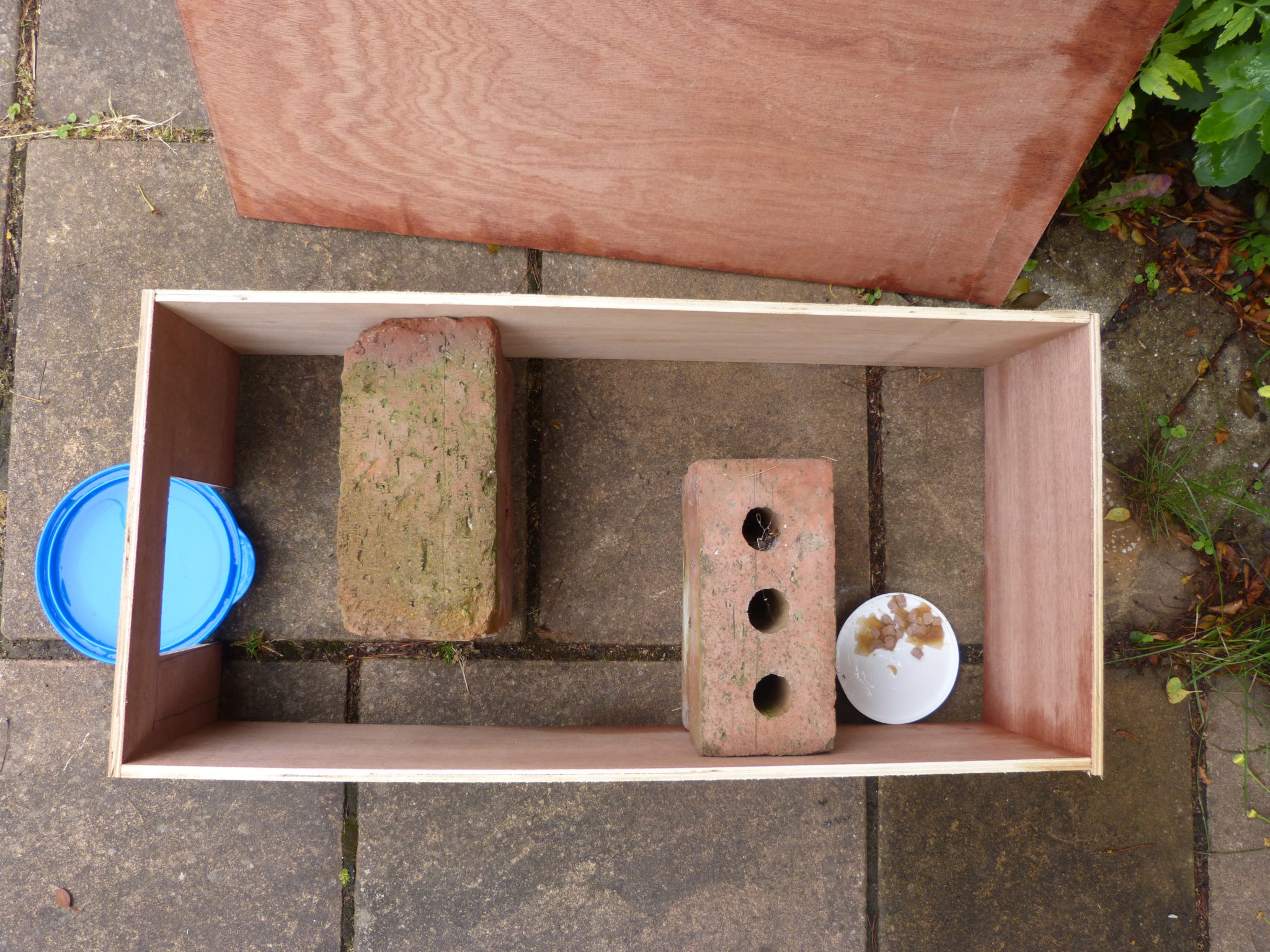 Feed hedgehogs - Hedgehog Street