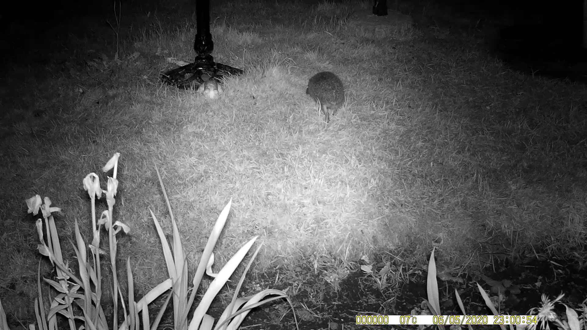 Spike eating worms - Hedgehog Street