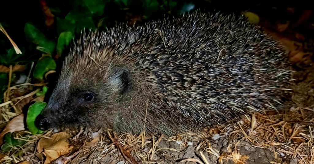 Hannah Rose Summerfield - Hedgehog Street