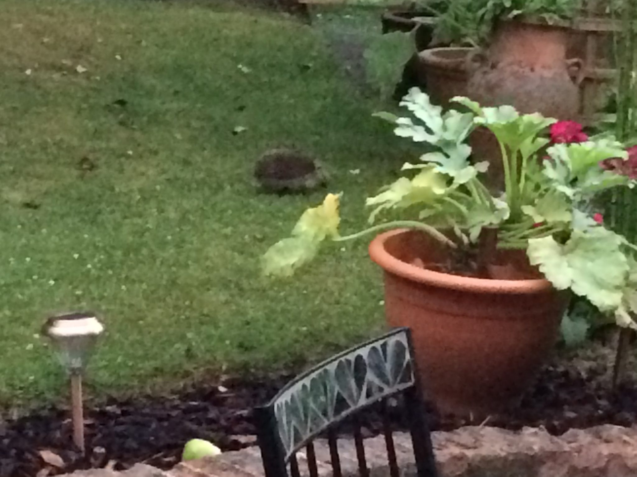 Kate Ives - Hedgehog Street