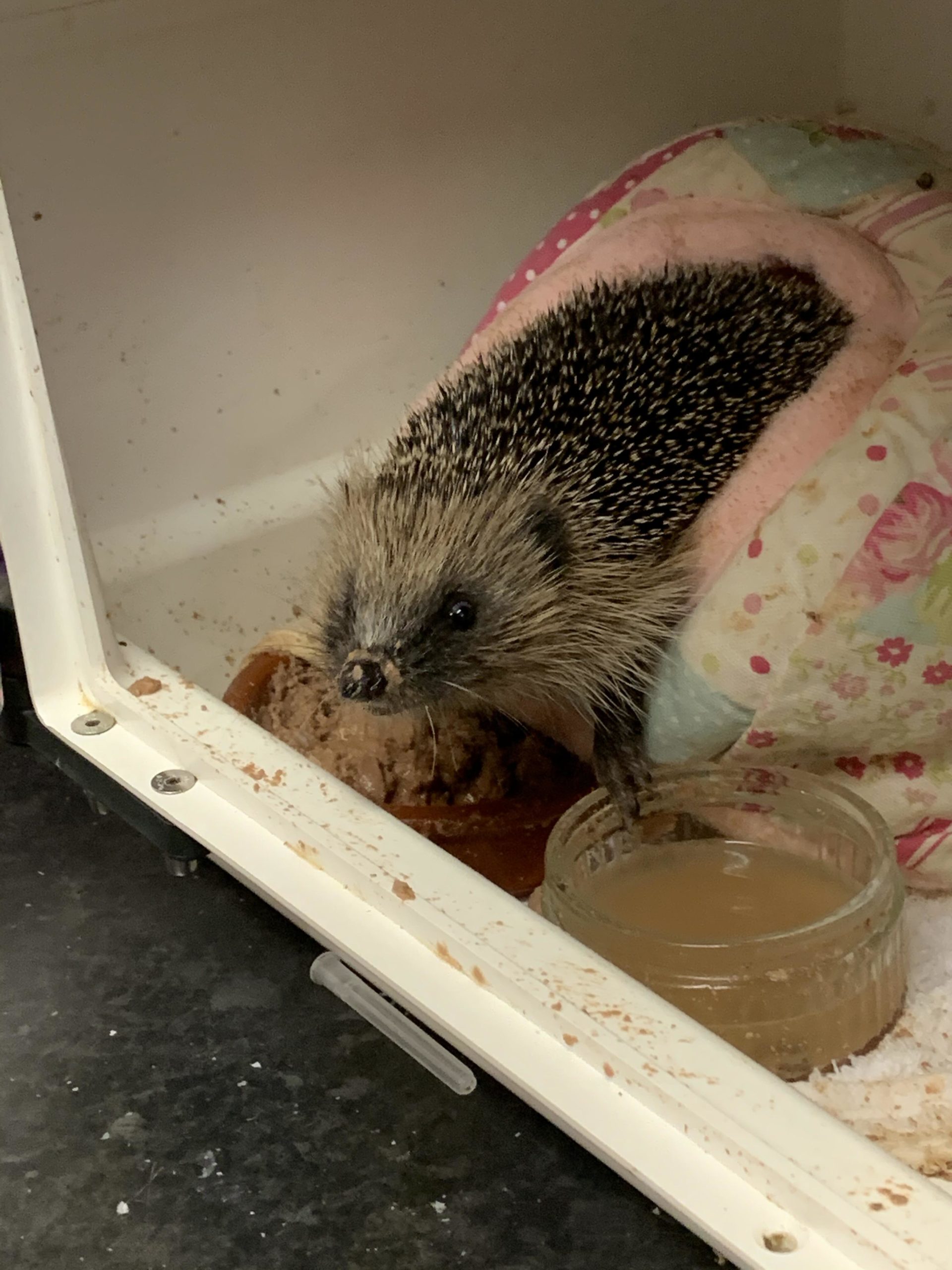 Natasha Rinaldi - Hedgehog Street