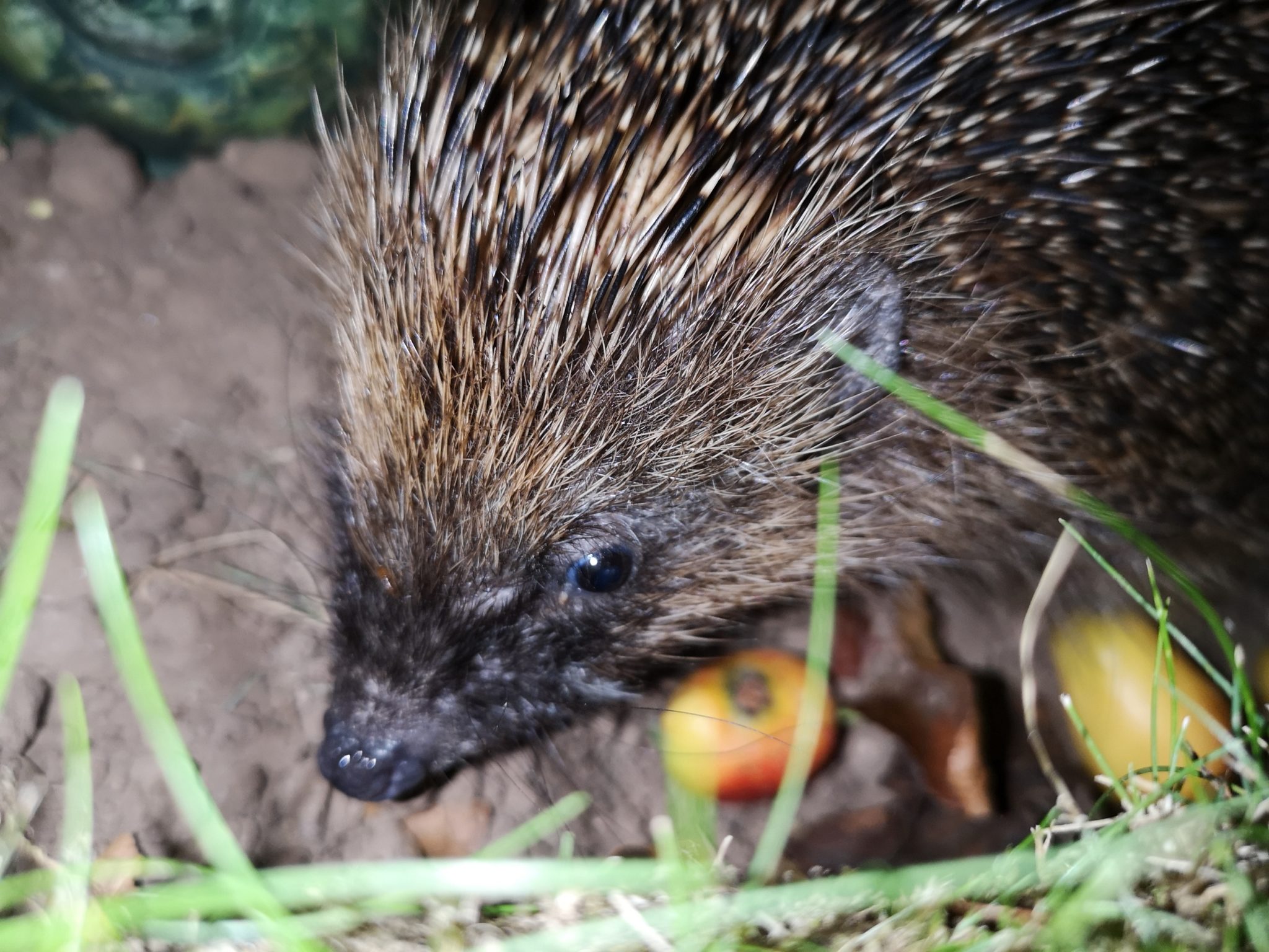 Scientific journal releases special issue on hedgehog conservation ...