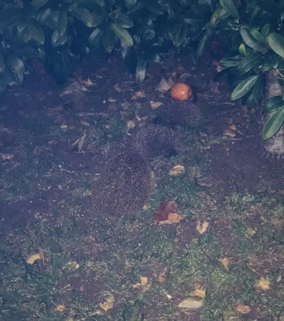 Andrew Cobb-472a2388 - Hedgehog Street