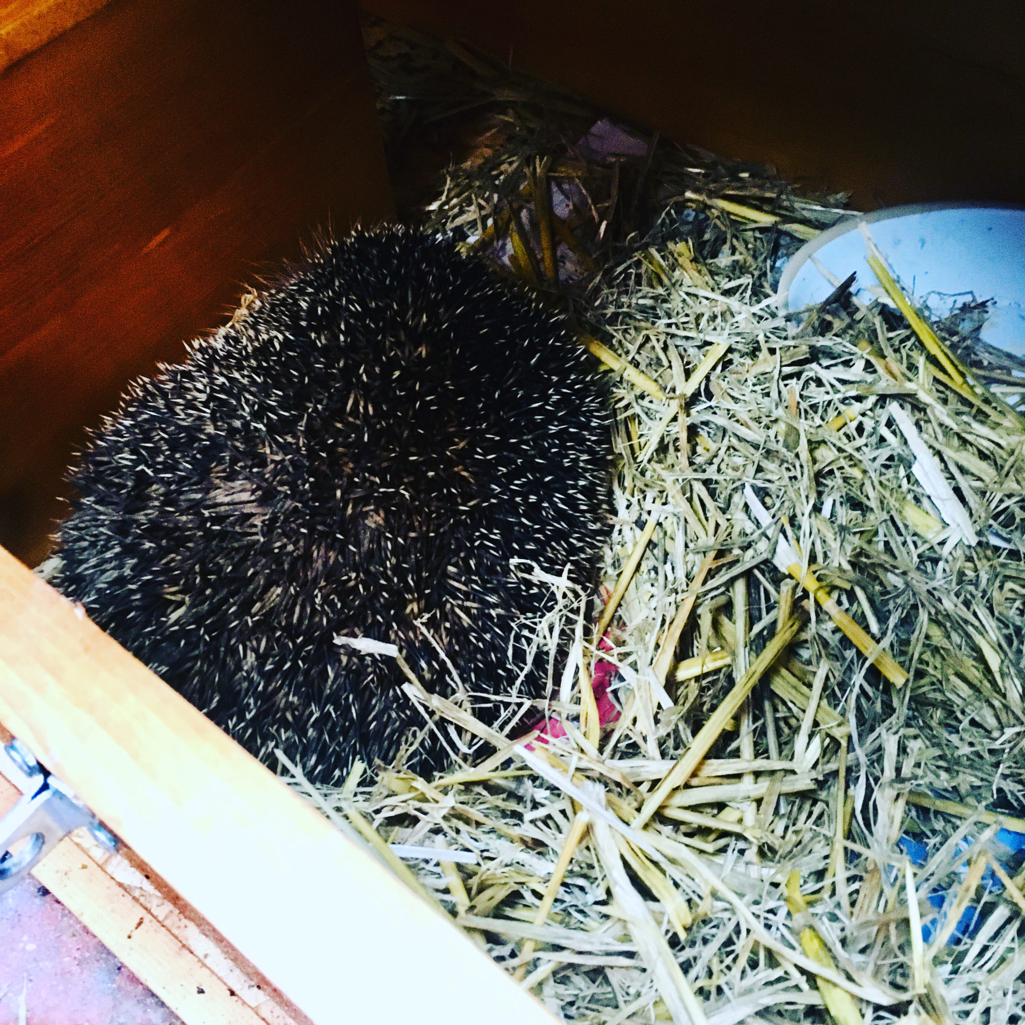 Fay Allen-8a2b554c - Hedgehog Street