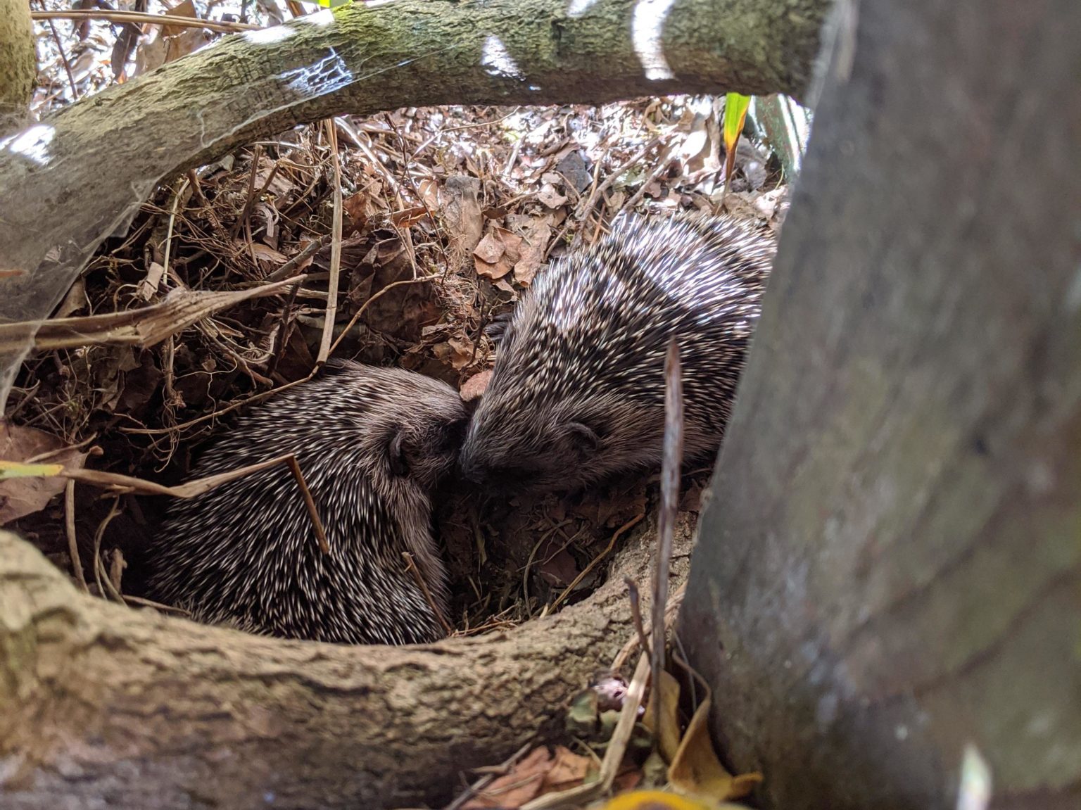 Hedgehog safety tips for bonfire night - Hedgehog Street