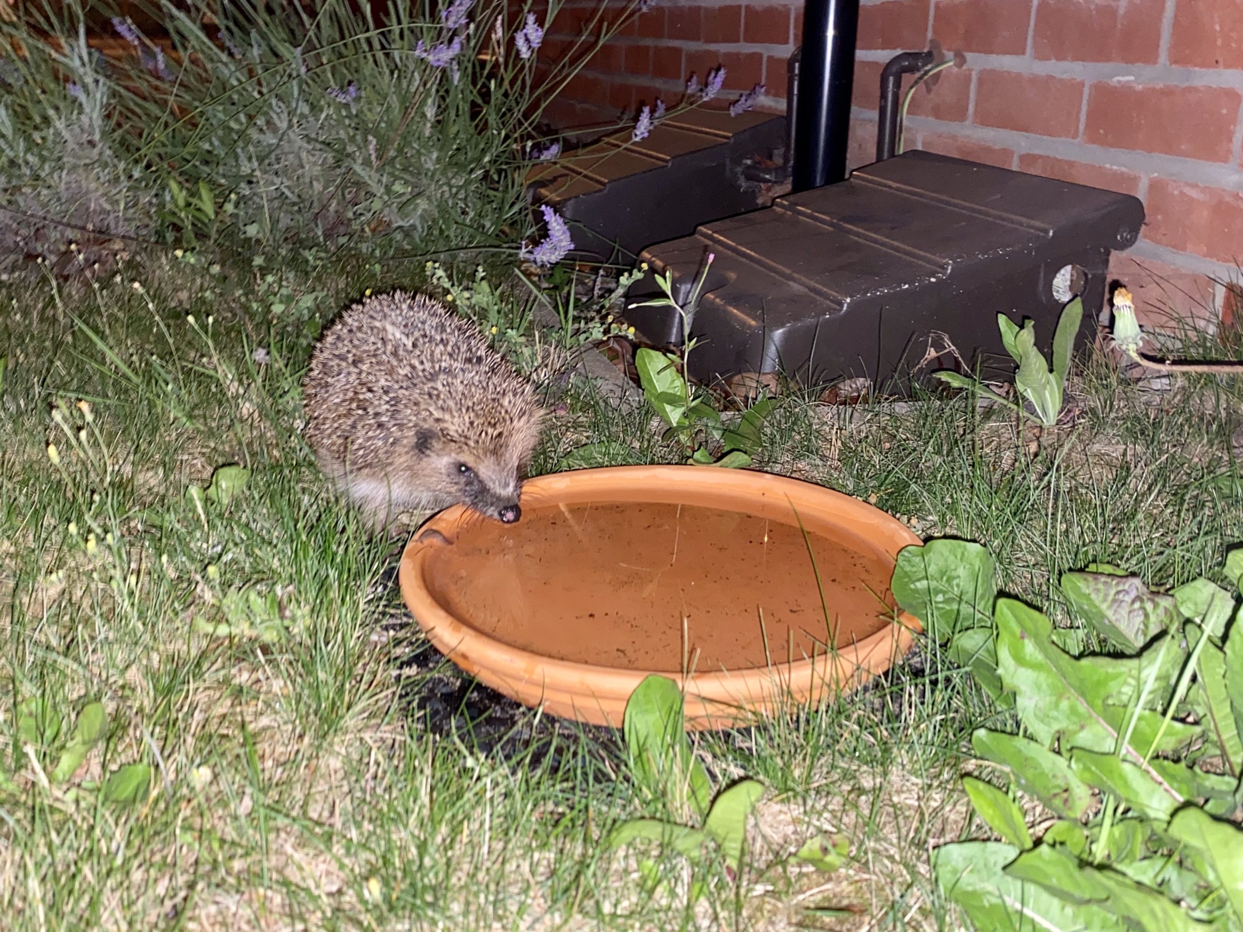 Amy Butcher-edfe0168 - Hedgehog Street