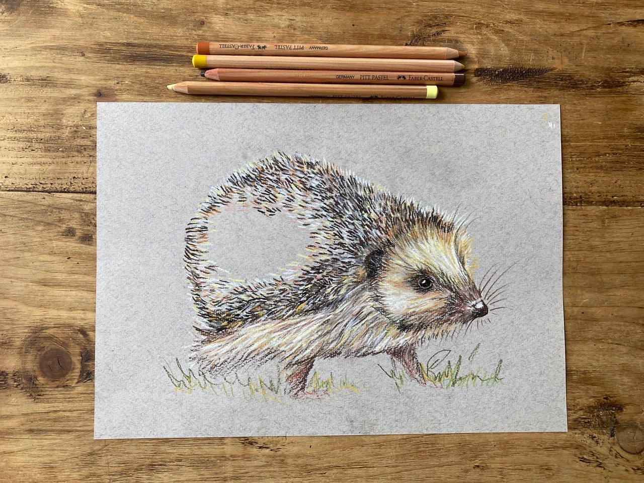 Hedgehog colouring - Hedgehog Street