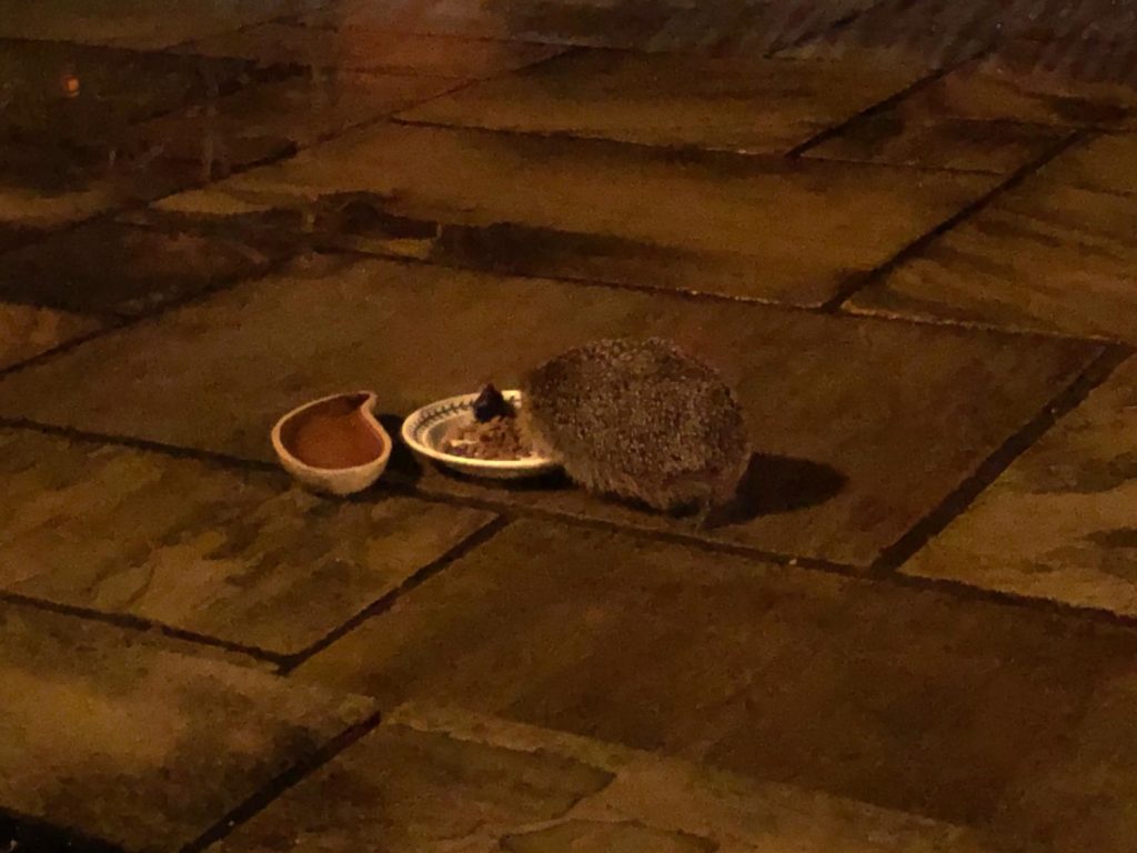 Deborah Hewson-b33d8076 - Hedgehog Street