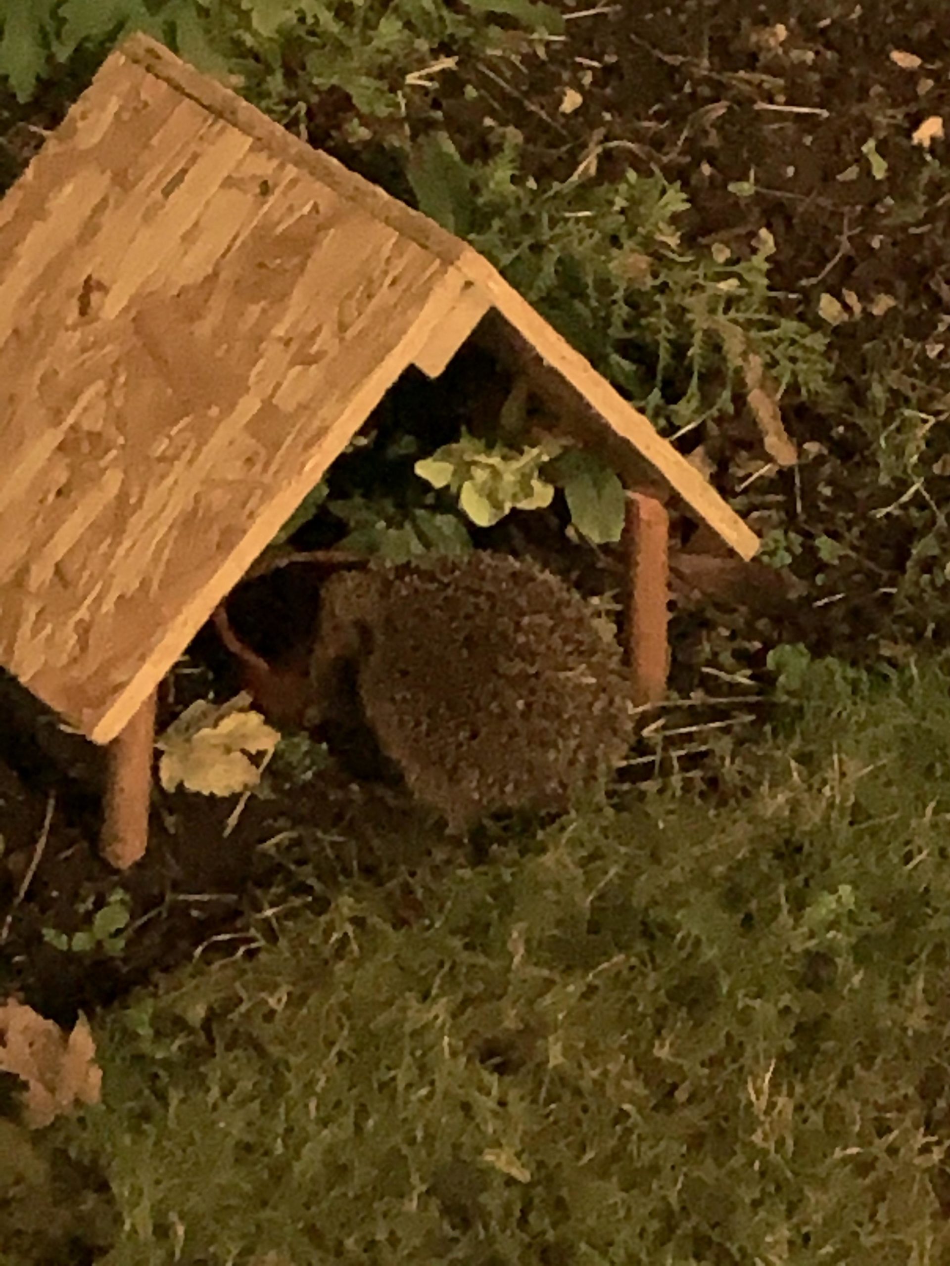 Green hog-ec48c0c8 - Hedgehog Street