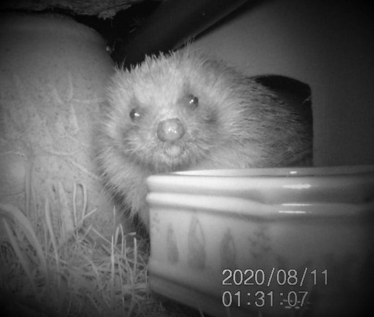 Jane Rees-4ace7775 - Hedgehog Street