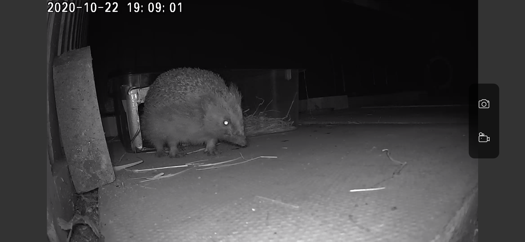Sam mackay-71ac4735 - Hedgehog Street